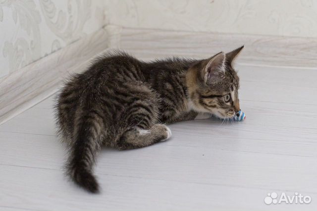 Котенок кошка в дар бесплатно в добрые руки