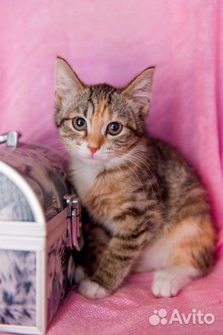 Котята «Карамельное Ассорти» в дар в добрые руки