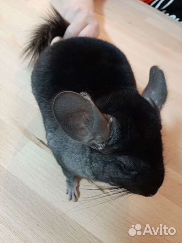 Шиншилла мальчик черный бархат 3.5 месяца