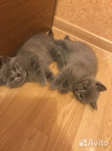 Котята Британцы