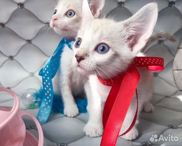 Куклята-корнишата