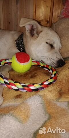 Тея, около 2,5месяцев