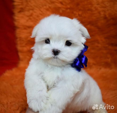 Белоснежные щенки Мальтийской Болонки