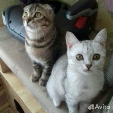 Шотландские мальчики