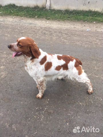 Продам Эпаниоль Бретона