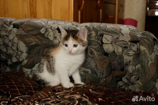 Трёхцветная кошечка на счастье