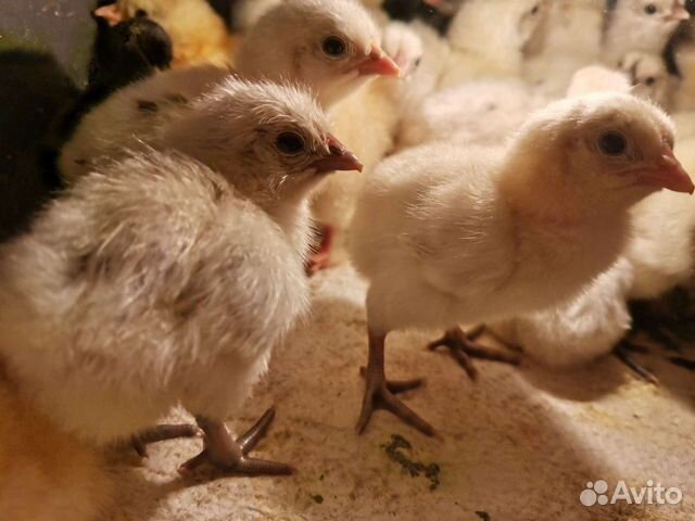 Цыплята