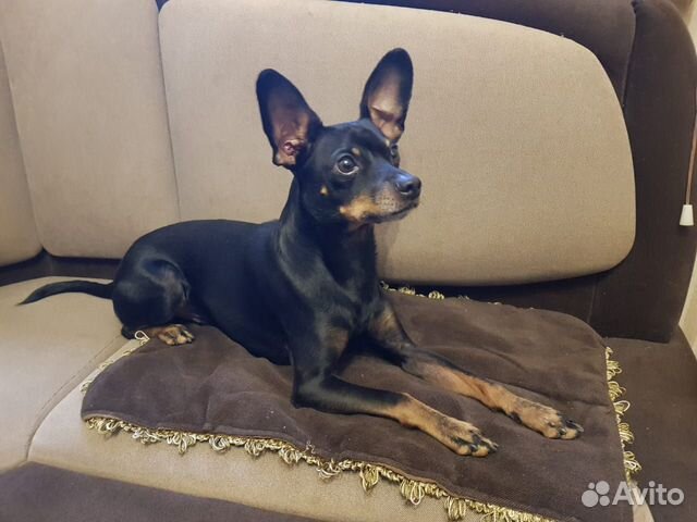 Пражский крысарик вязка