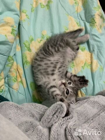 Котёнок мальчик