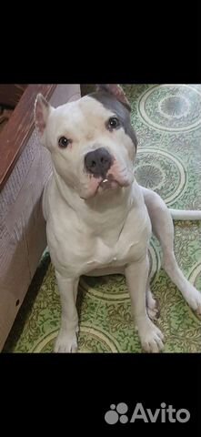 Амстаф вязка