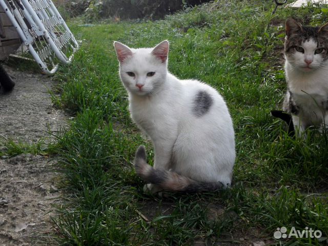 Молодая кошка. Котенок подросток