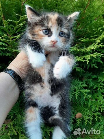 Маленькая принцесса 1 мес