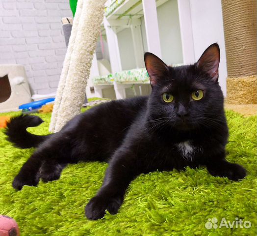 Красавица Ириска ищет дом