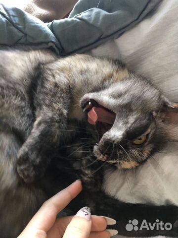 Кошечка на вязку