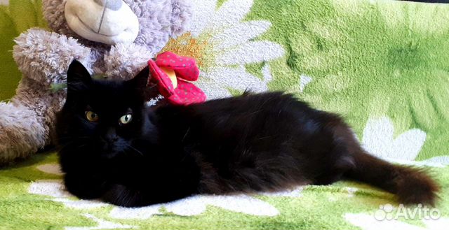 Красотка Тиффани в добрые руки