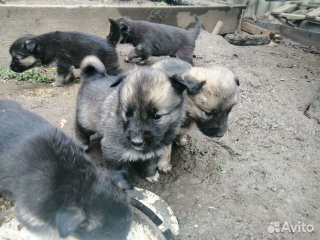 Собака