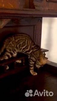 Девочка и мальчик для любви