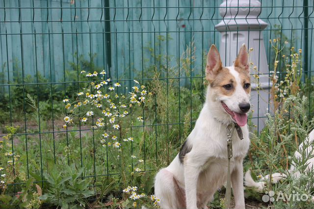 Тошка из приюта