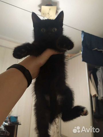 Котëнок мальчик 1,5 месяца