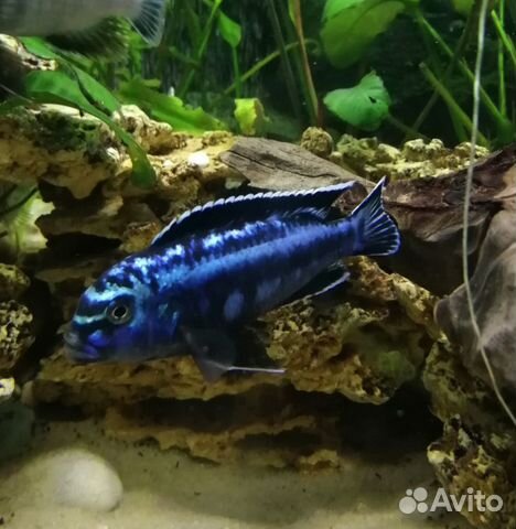 Меланохромис майнгано