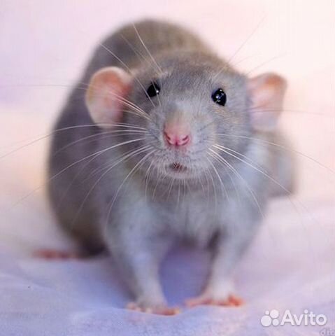 Декоративные крыски Дамбо