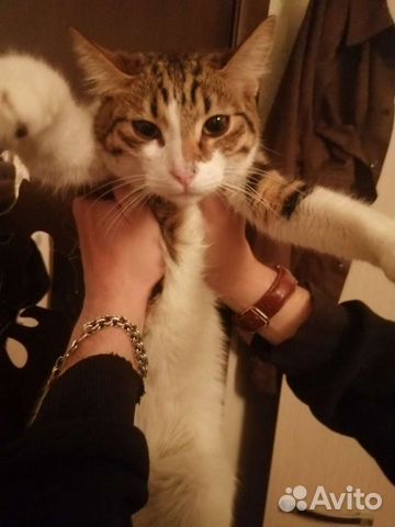 Кот Барсик 5 месяцев