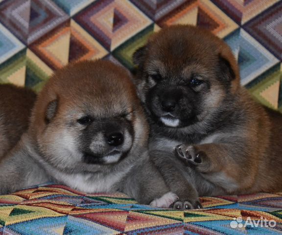Щенки Сиба ину