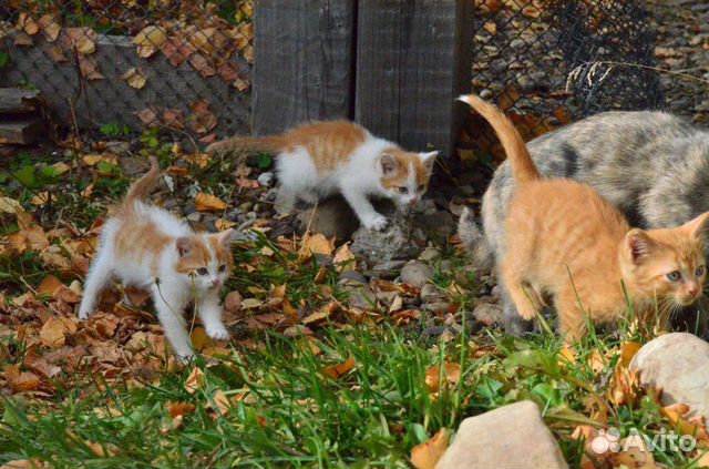 Котята