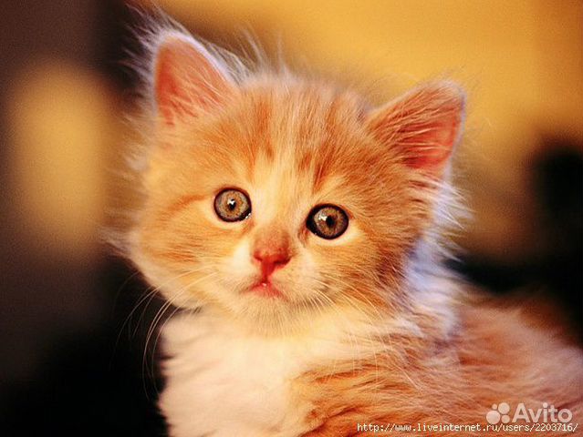 Рыжики в дар