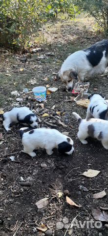 Щенки в добрые руки