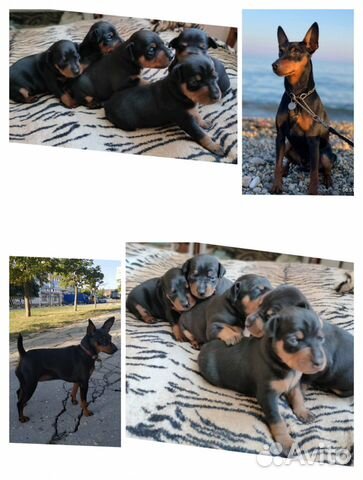 Собака Цвергпинчер