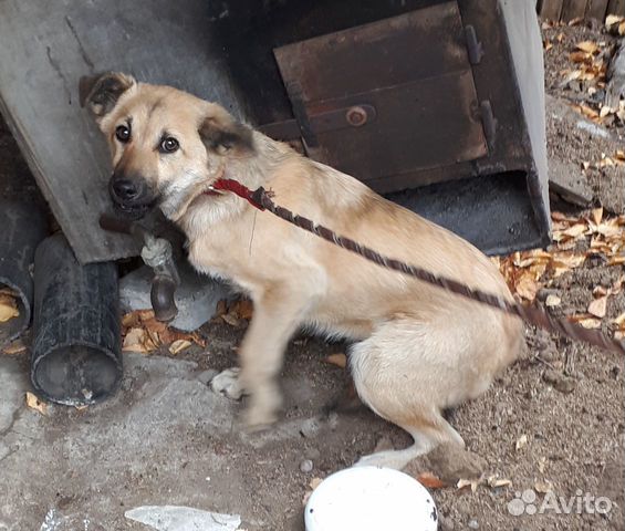 Бесплатно сторожевая собака 7 мес
