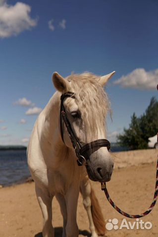 Пони класс жеребец