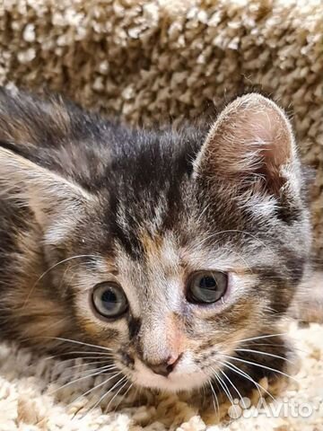 Котенок девочка 1,5 мес
