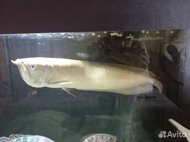 Рыба, до поннднльника