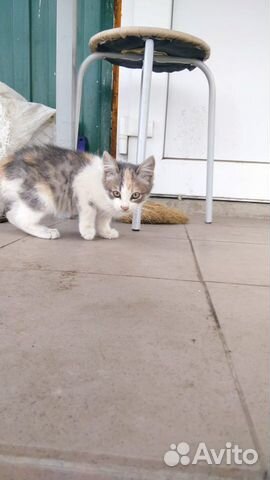 Котят отдаёт монастырь