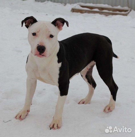 Собака Стелла