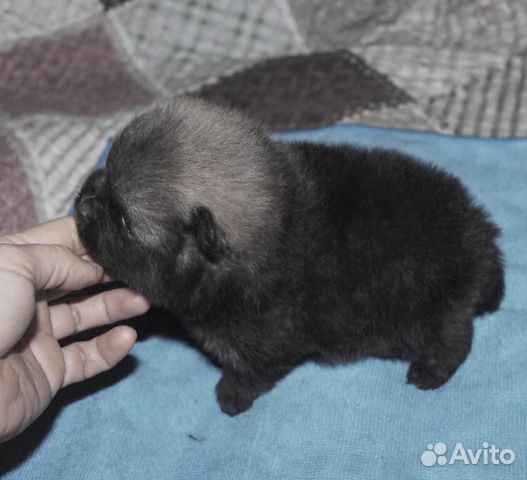 Померанский шпиц Волченок