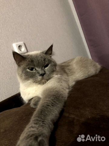 Шотландская прямоухая кошка скоттиш-страйт