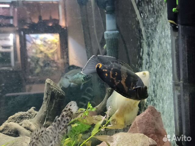 Отдам астронотусов