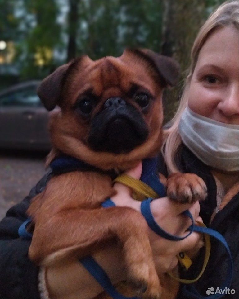 Вязка Пти брабансон