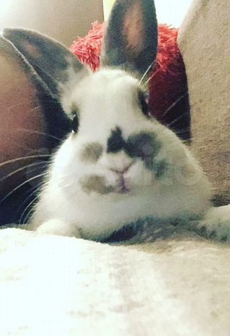 Половозрелый кролик для случки)