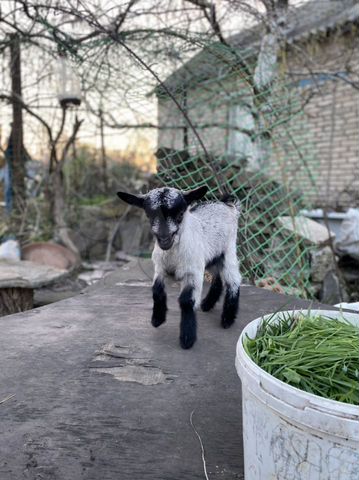 Коза нубийская