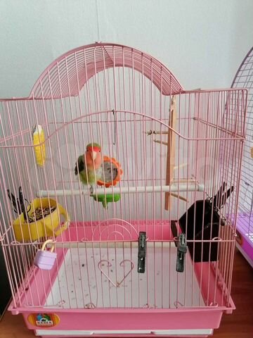 Попугаи вместе с клеткой