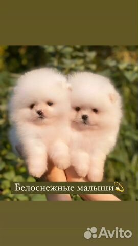 Белоснежные щенки померанского шпица мини
