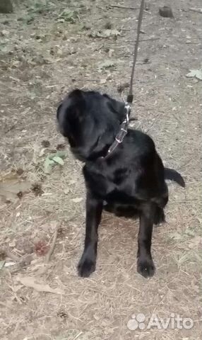 Собака в добрые руки отдам бесплатно