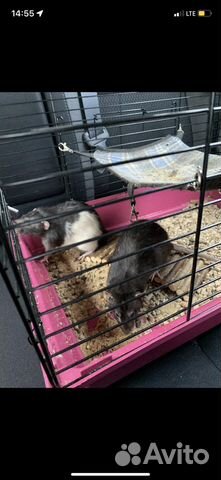 Декоративная крыса