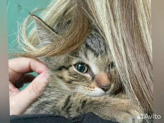 Маленький нежный Котенок ищет дом