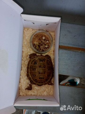 Черепаха сухопутная