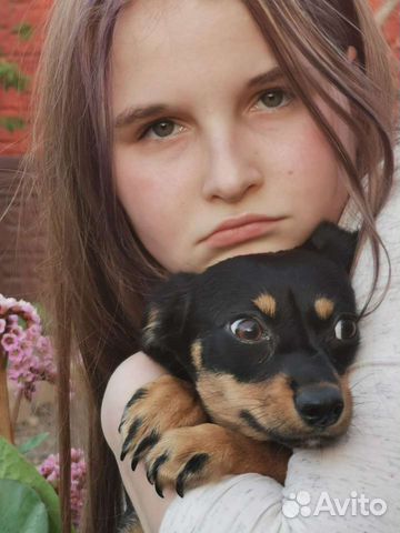 Собаки бесплатно